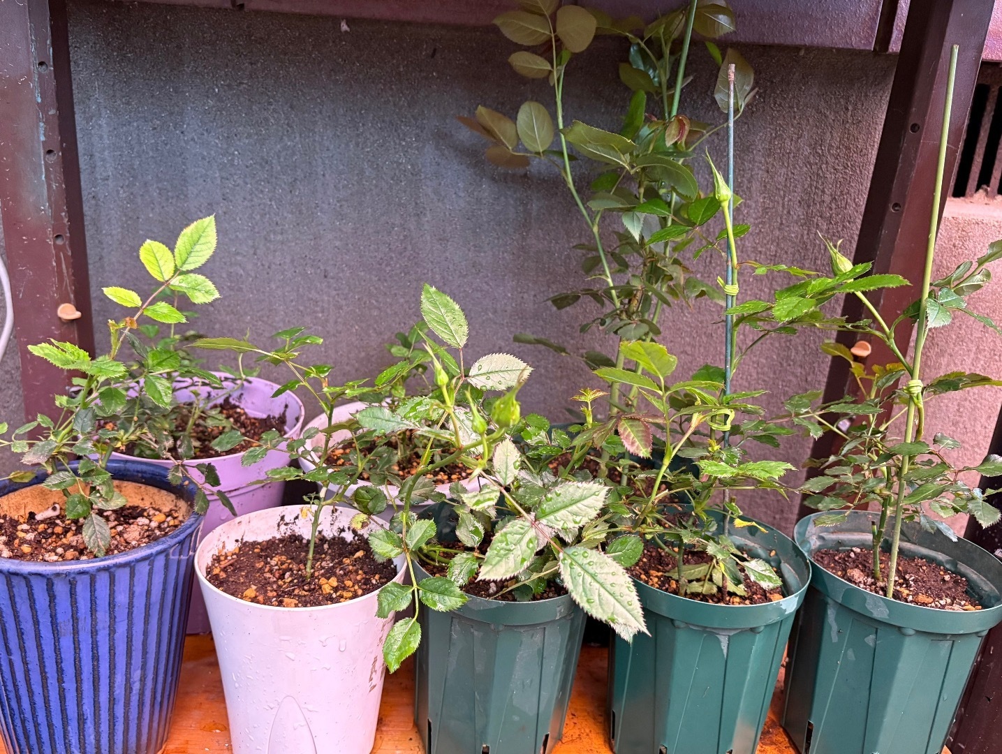 雨の土曜日: 主婦が作るステンドグラスの世界