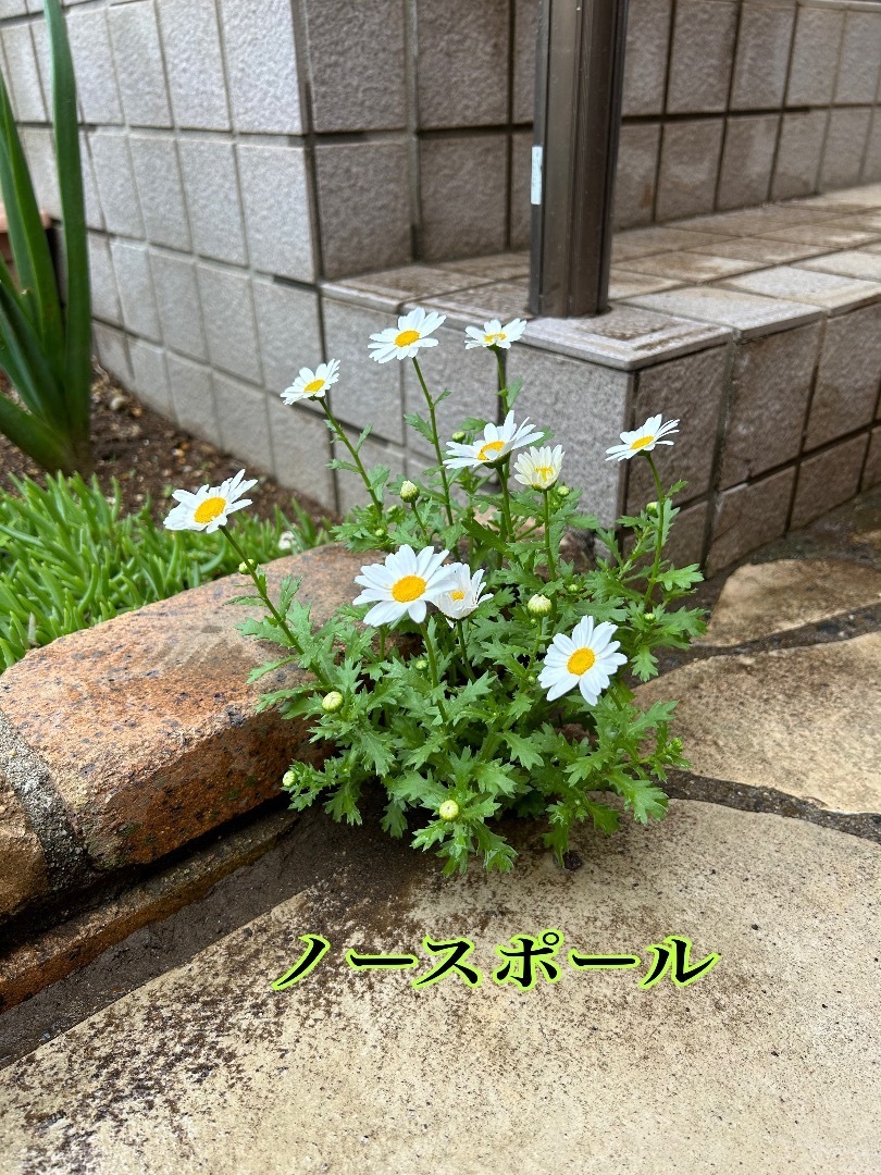 4月25日 木曜日: 主婦が作るステンドグラスの世界