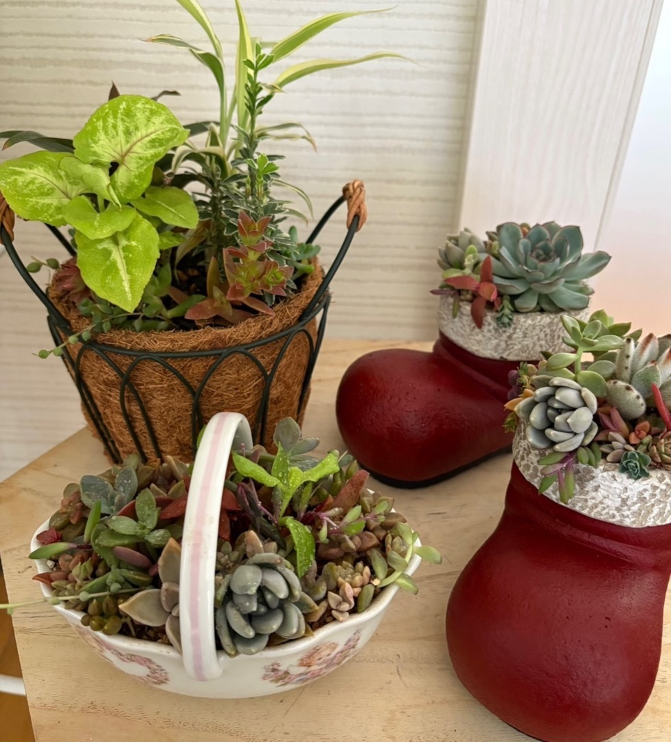 影も形も無くなってしまった多肉植物: 主婦が作るステンドグラスの世界