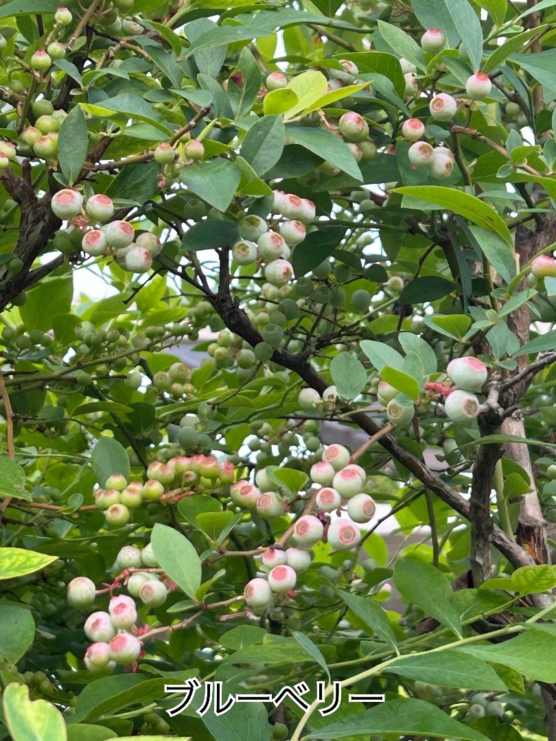 6月8日 土曜日: 主婦が作るステンドグラスの世界