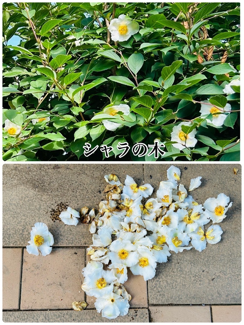 6月11日 火曜日: 主婦が作るステンドグラスの世界