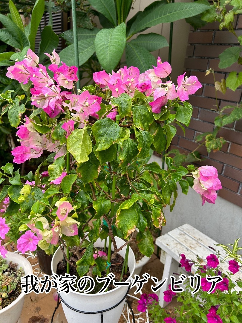 雷: 主婦が作るステンドグラスの世界