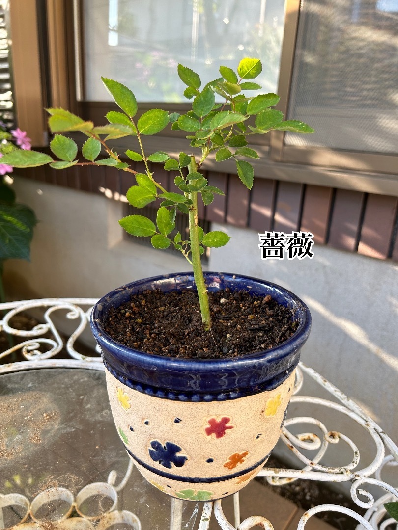 オンライン講座（STUDIO POSI）: 主婦が作るステンドグラスの世界