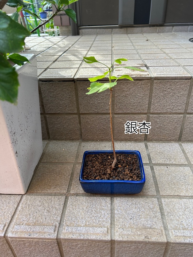 オンライン講座（STUDIO POSI）: 主婦が作るステンドグラスの世界