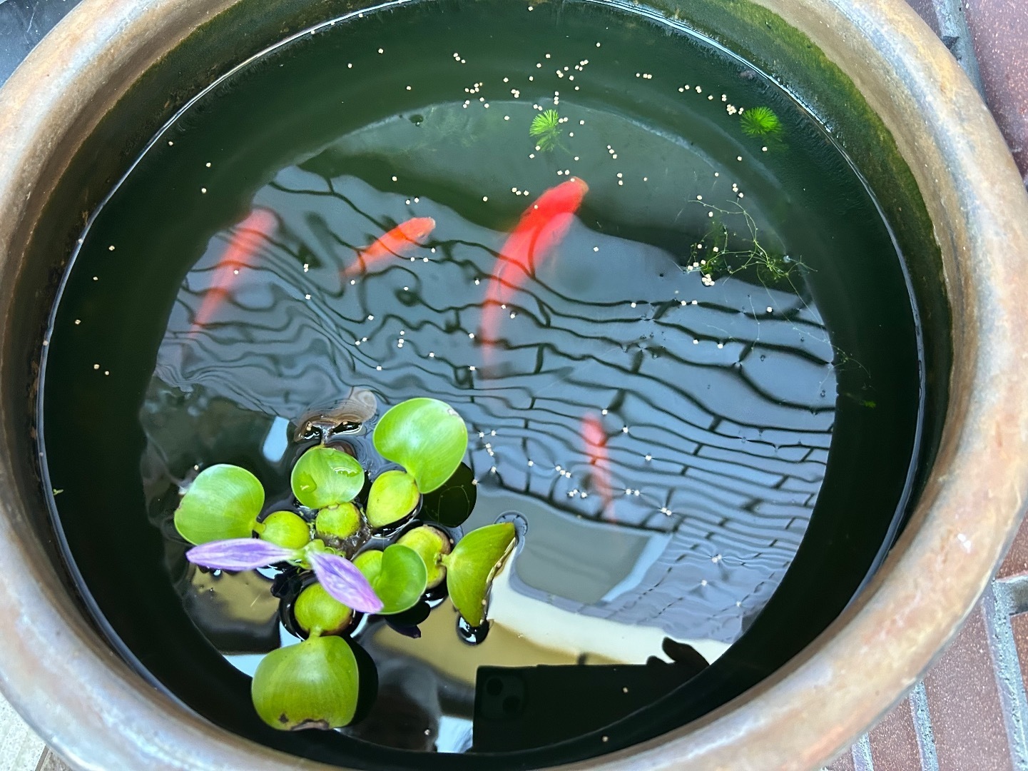 暑過ぎた〜: 主婦が作るステンドグラスの世界