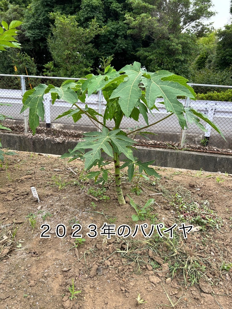 雨の日は寒い: 主婦が作るステンドグラスの世界