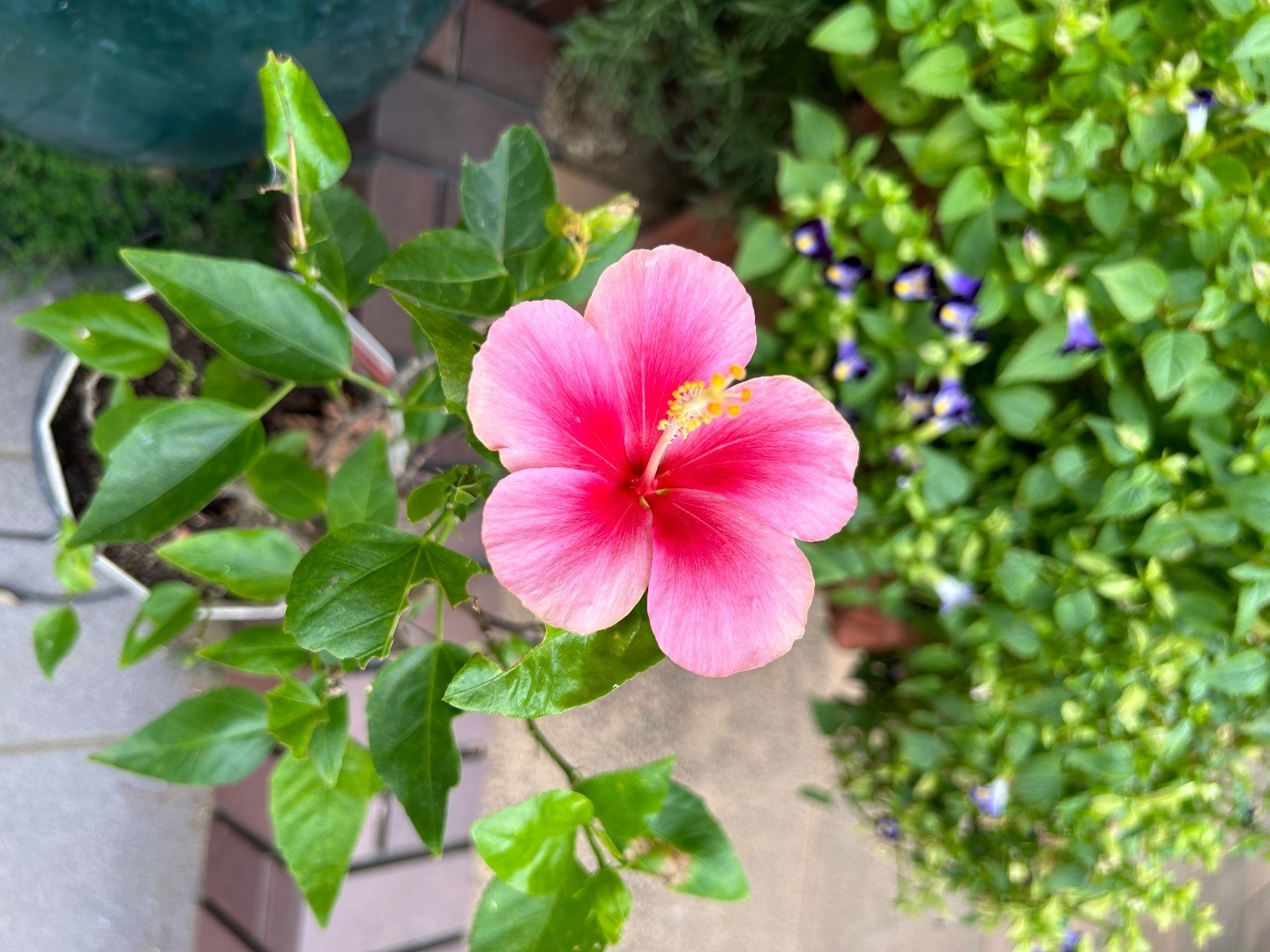 温度差あり過ぎ: 主婦が作るステンドグラスの世界